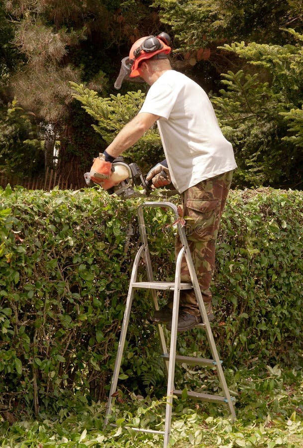 Man on Ladder Cutting Hedge Stock Photo - Image of workman, gardener ...