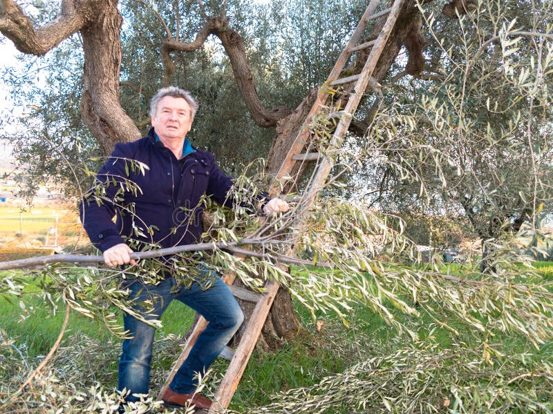 Man Ladder Pruning Olive Tree Stock Photos - Free & Royalty-Free Stock ...