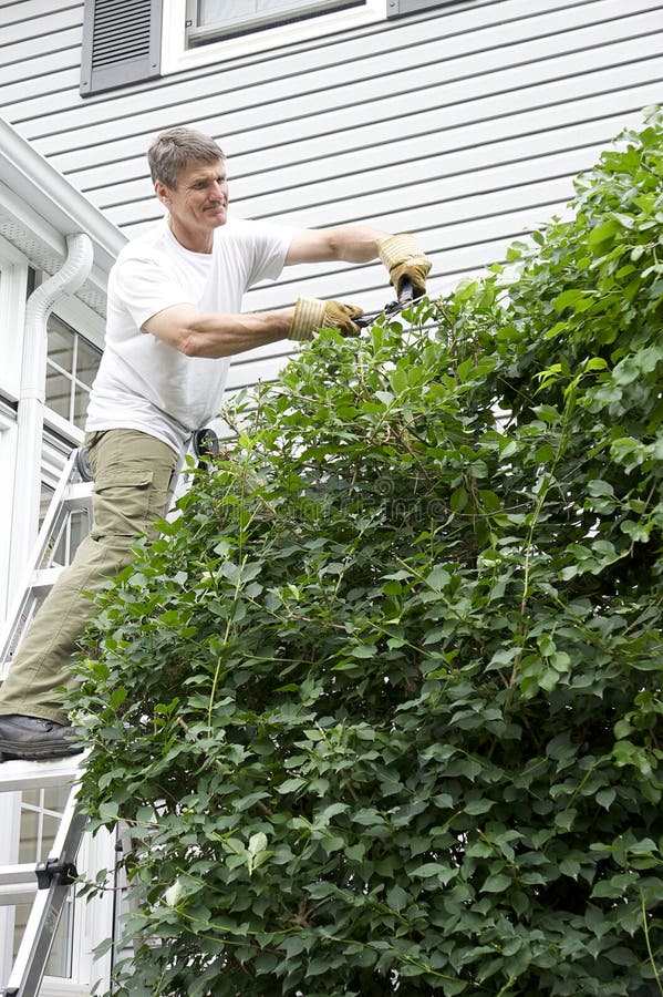 Man on Ladder Trimming a Climbing Vine Stock Photo - Image of branches ...