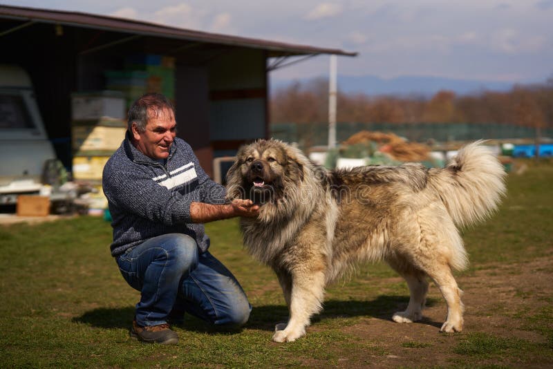 Man with a Large Fluffy Guard Dog Stock Image - Image of mammal, friend ...