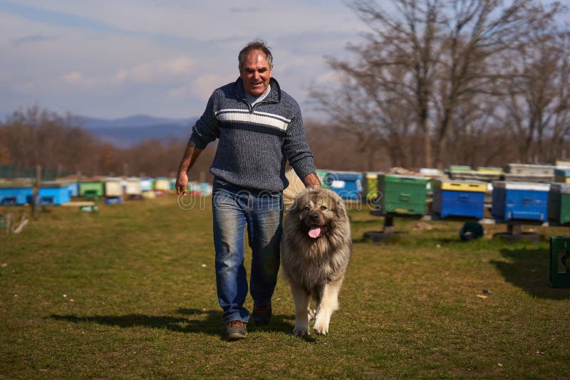 Man with a Large Fluffy Guard Dog Stock Photo - Image of cute, male ...