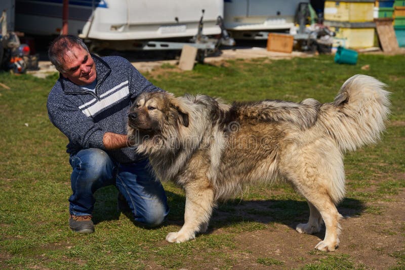 Man with a Large Fluffy Guard Dog Stock Image - Image of mammal, strong ...
