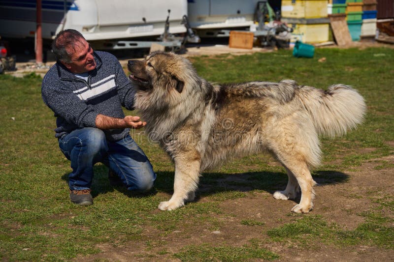 Man with a Large Fluffy Guard Dog Stock Image - Image of care, huge ...