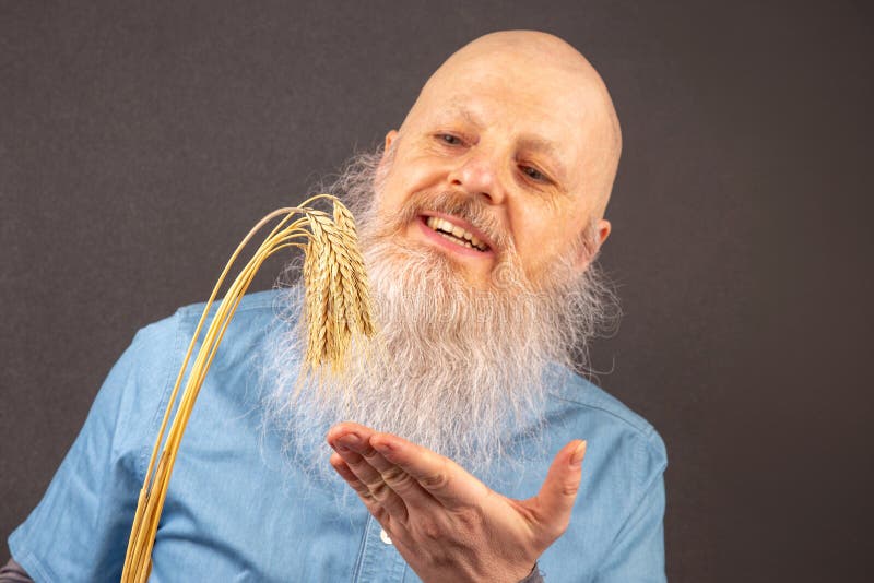 Man with a Large White Beard Holds Ears of Wheat in His Hand. Agronomy ...