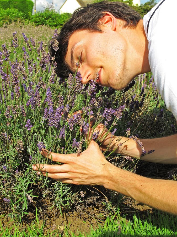 Man in lavender field stock image. Image of agriculture - 34307335