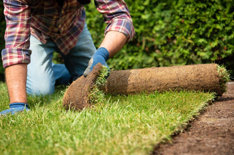 Installing Turf Rolls in the Garden Stock Image - Image of grass ...