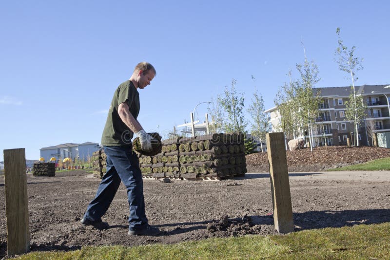 Man Laying Turf, Alberta, Canada Editorial Image - Image of summit ...