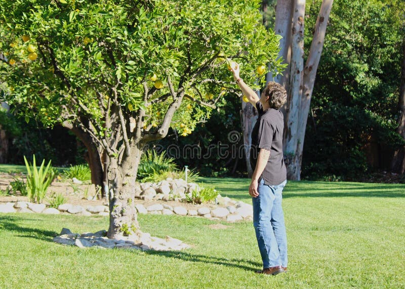Lemon tree man editorial stock photo. Image of picking - 47427353