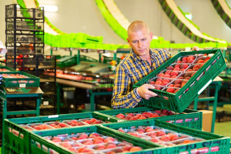 134 Working Loading Fruit Stock Photos - Free & Royalty-Free Stock ...