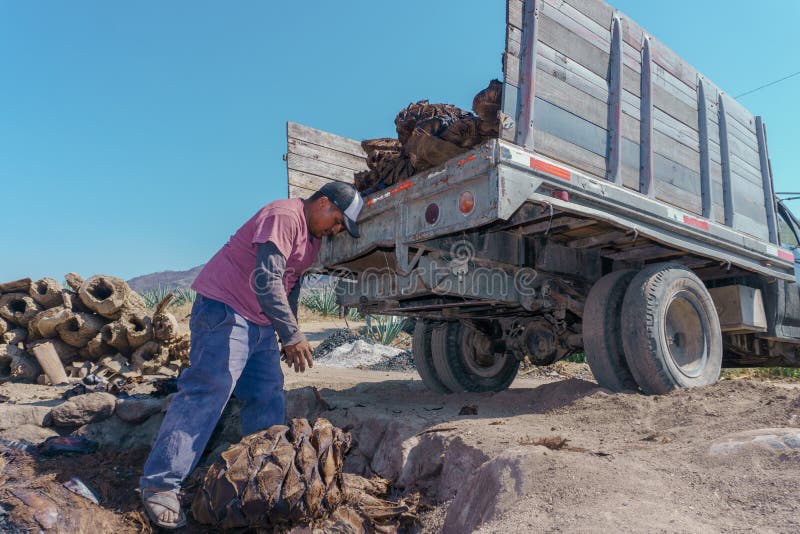 Man Loading a Truck with Agave Pineapples after Being Cooked Stock ...