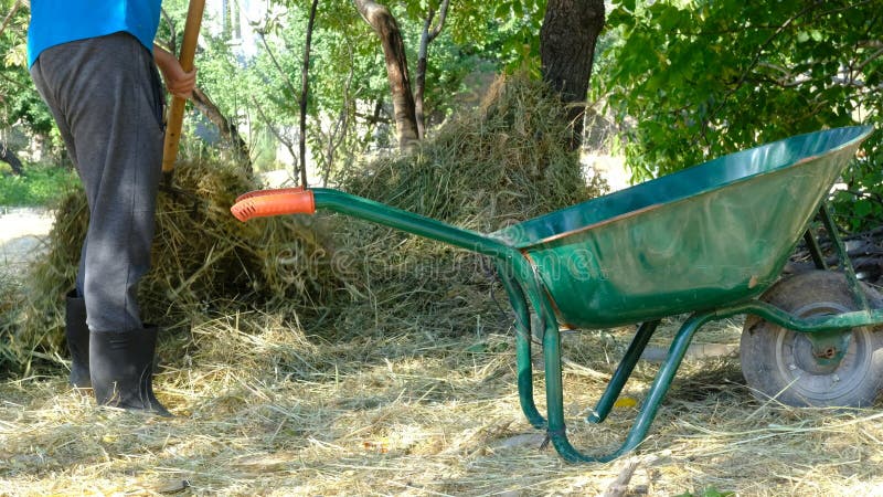 Man Loading Weed into Wheelbarrow Stock Footage - Video of garbage ...