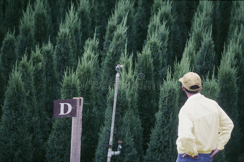 Man looking at fir trees stock photo. Image of forested - 5942886