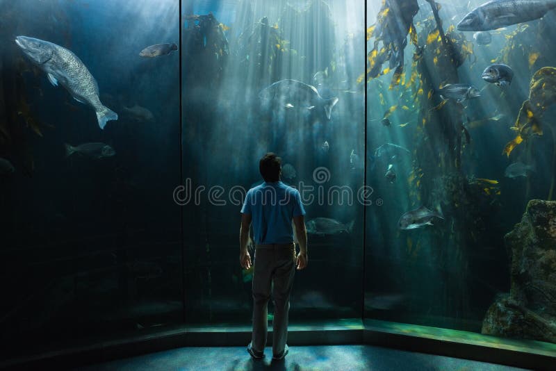 Man looking at fish tank stock photo. Image of leisure - 51590038