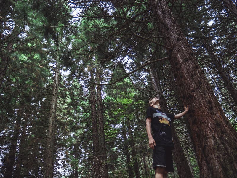 Man Looking At The Top Of Tree Stock Image - Image of trees, outdoors ...