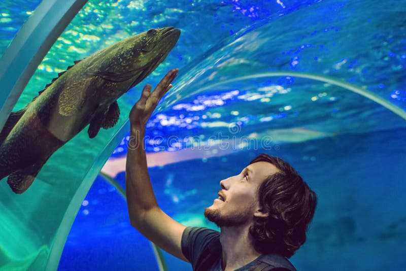 Man Looks at the Fish in the Aquarium Stock Photo - Image of holiday ...