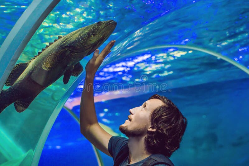 Man Looks at the Fish in the Aquarium Stock Image - Image of nature ...