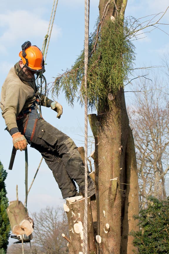 Man Lowering a Section of Tree Stock Photo - Image of larch, earmuffs ...