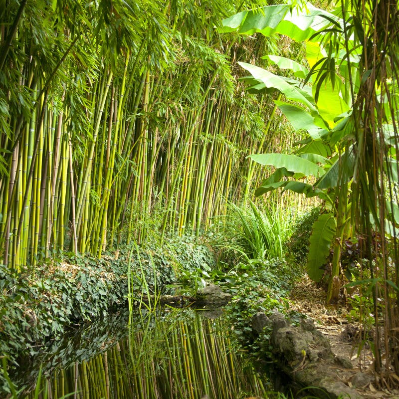 Man-made jungle stock image. Image of trees, adventure - 26826523