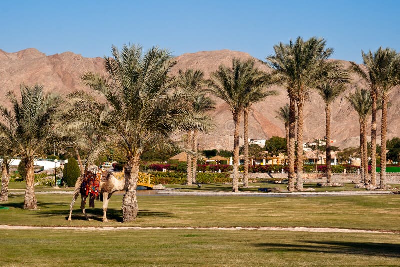 Man-made Oasis at the Hotel Movenpick Beach Resort Taba. Stock Photo ...