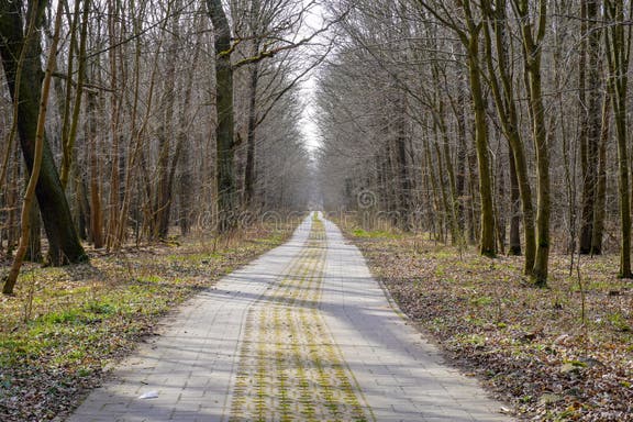 The Man-made Path Runs through the Forest, Blending Harmoniously into ...