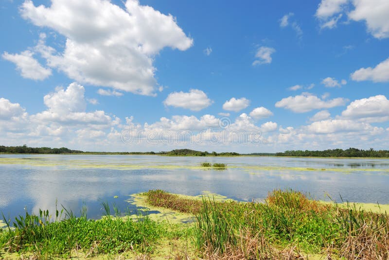 Man-made Wetlands- Orlando Wetlands Park #3 Stock Image - Image of ...