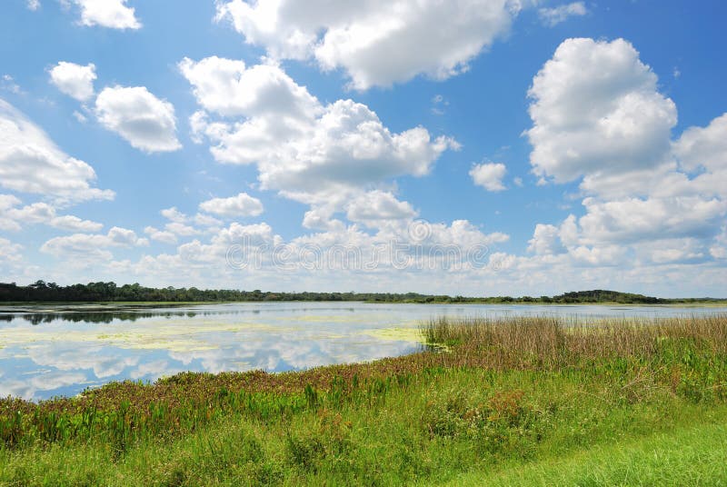 Man-made Wetlands- Orlando Wetlands Park Stock Photo - Image of plain ...