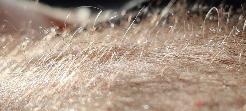 Male Belly with Large Navel Close Up. Bare Belly, a Strip of Hair from ...