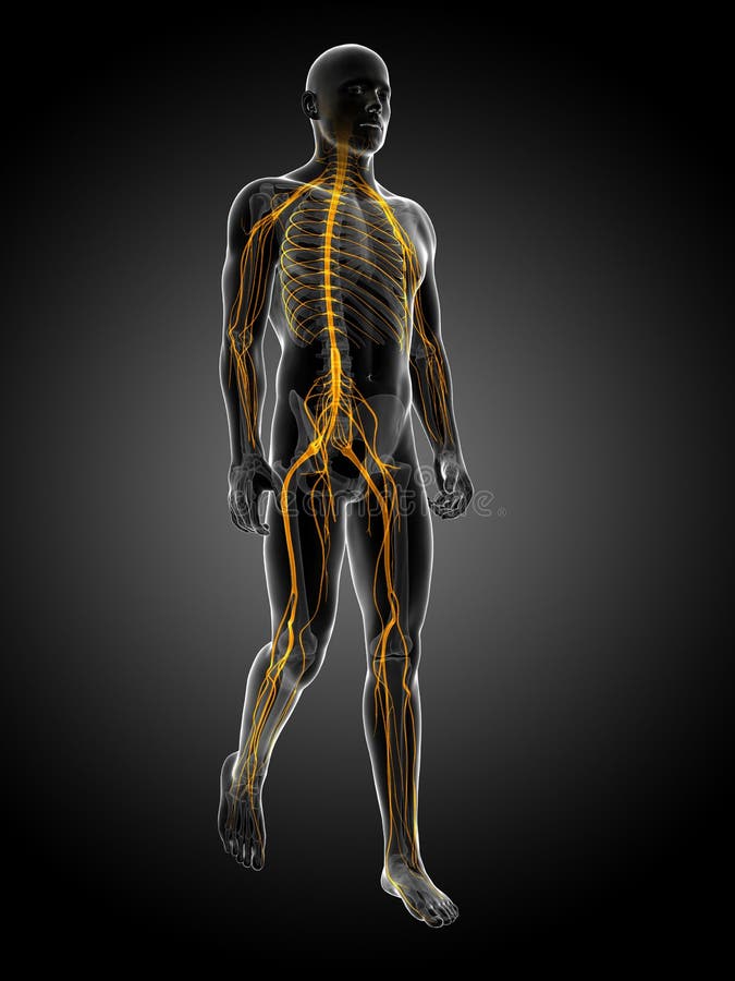 Man markerat nervsystem stock illustrationer. Illustration av kropp ...