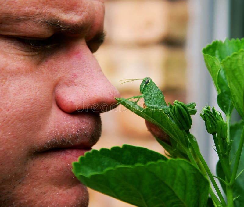 Man meets grasshopper stock image. Image of look, green - 5954009