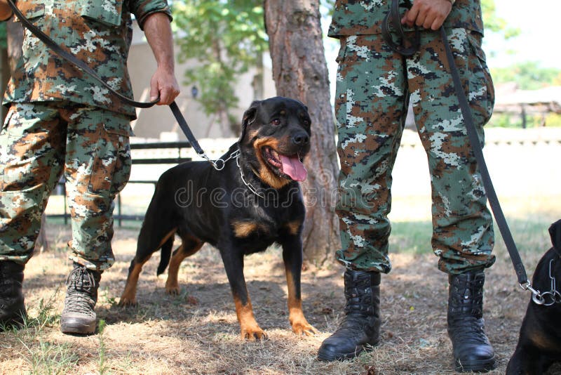 Man in Military Uniform with Military Dog Stock Image - Image of green ...