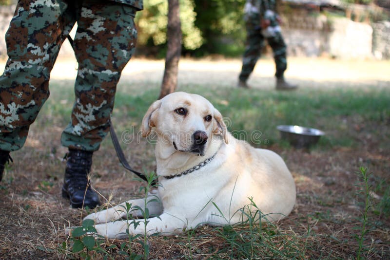 Man in Military Uniform with Military Dog Stock Photo - Image of green ...