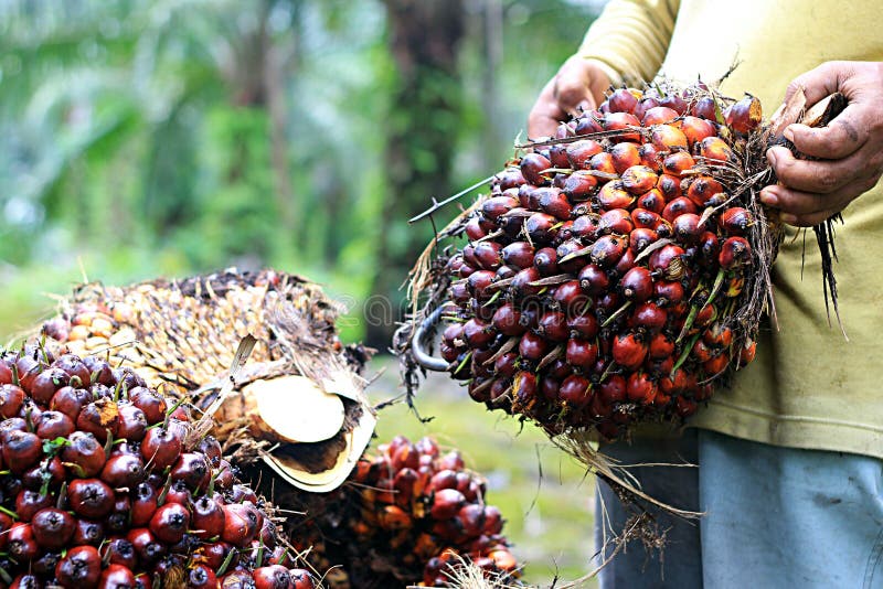 A Farmer Harvesting a Fresh Oil Palm. Stock Image - Image of plantation ...