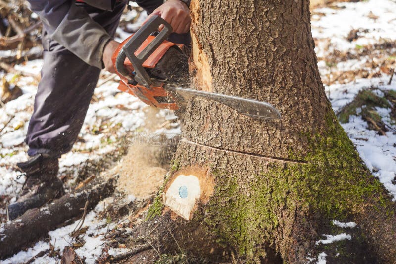 Man with Motor Chainsaw Cutting Tree Stock Image - Image of action ...