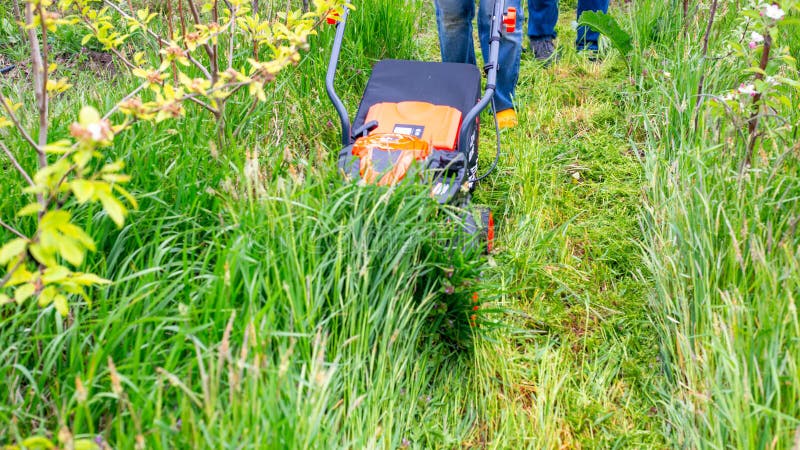 A Man Mows the Grass on a Path between Rows of Young Trees with a Lawn ...