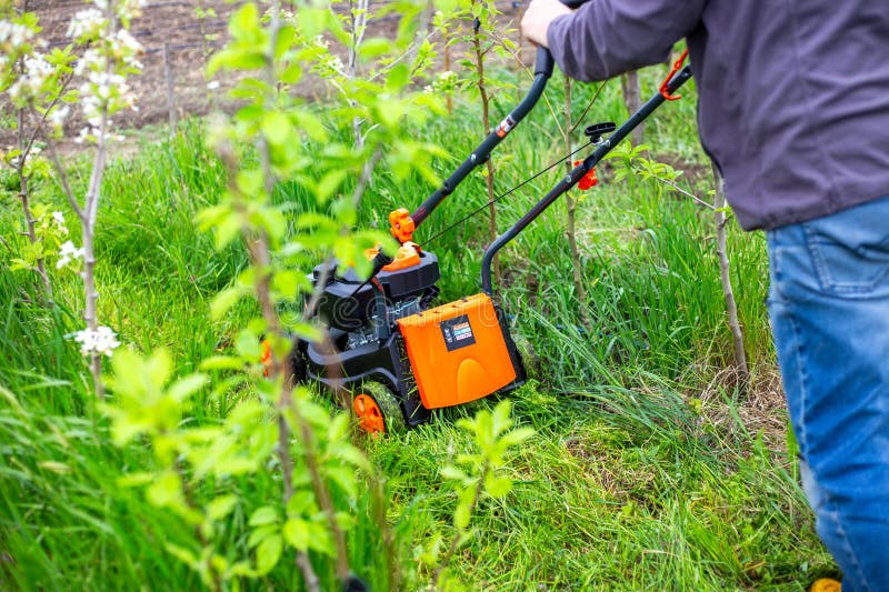 A Man Mows the Grass on a Path between Rows of Young Trees with a Lawn ...