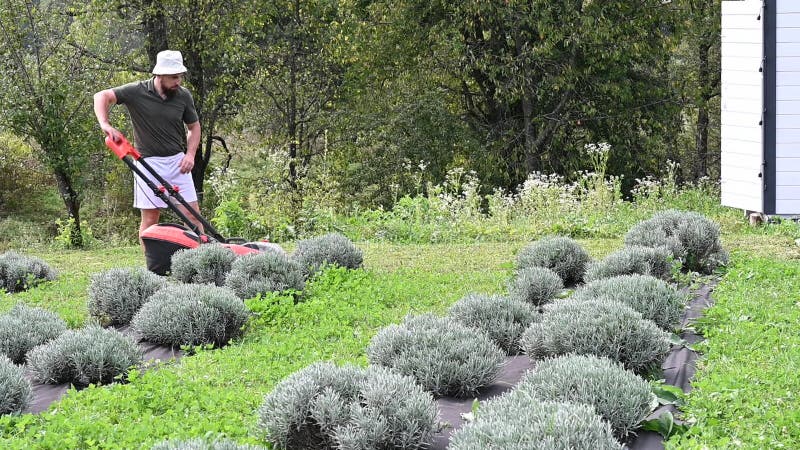 A Man Mows the Rows in a Lavender Field with a Lawn Mower. Stock Video ...