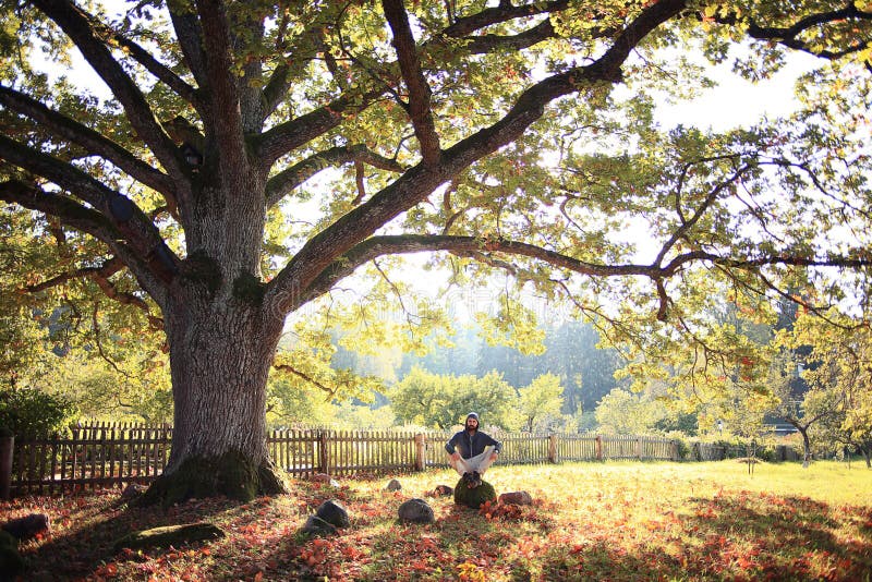 Man Near Big Tree in Autumn Park Stock Photo - Image of fall, beauty ...