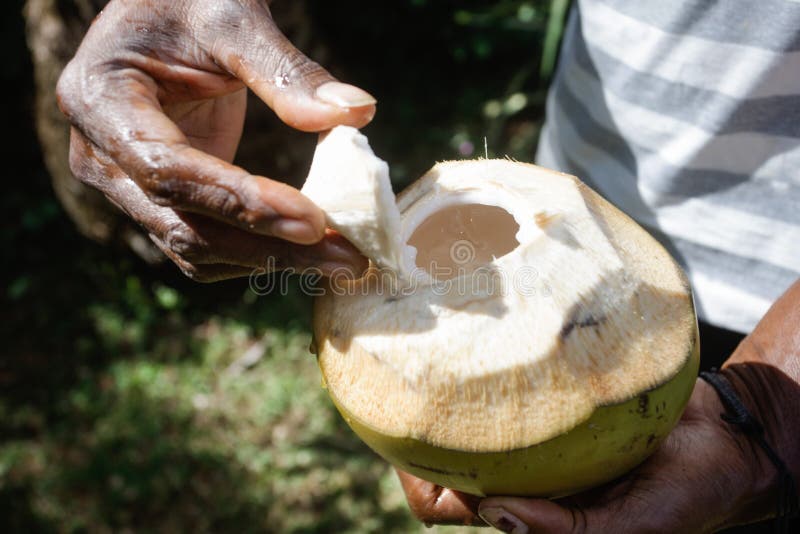 Man opening coconut stock photo. Image of coconut, people - 116432306