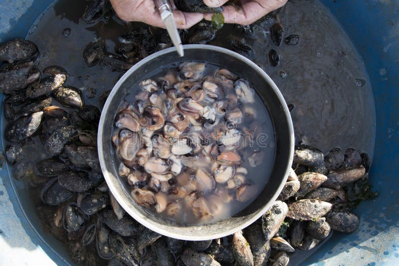 Man opens mussel shells stock image. Image of black - 117758353