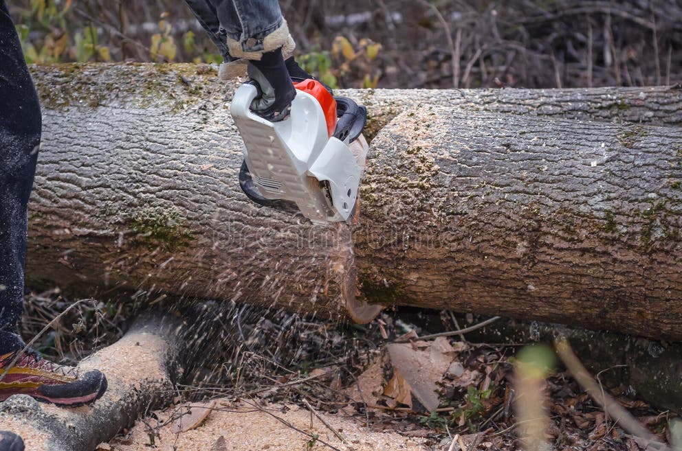 Man Operating Chainsaw To Process Fallen Tree in Woodland Stock Image ...