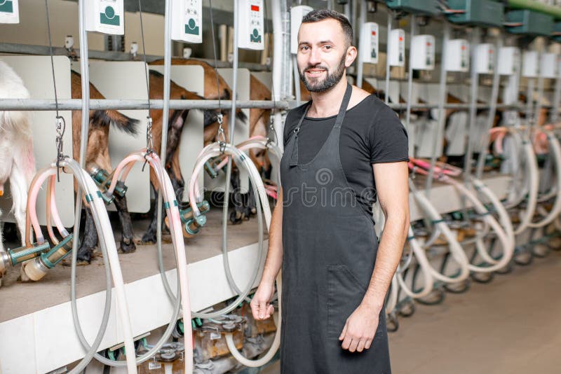Man Operating Milking Machine at the Goat Farm Stock Photo - Image of ...
