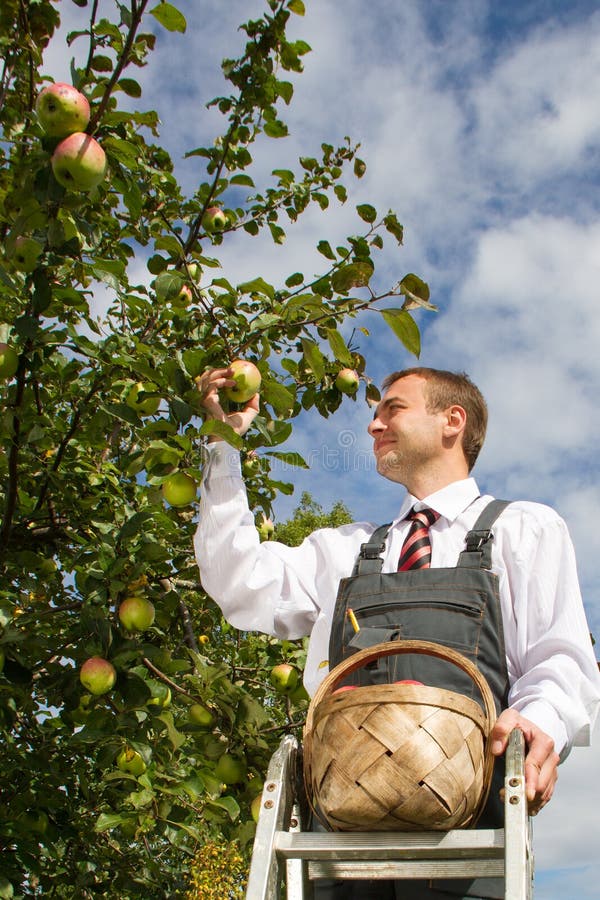 Man in orchard. stock photo. Image of season, green, ripe - 48709702