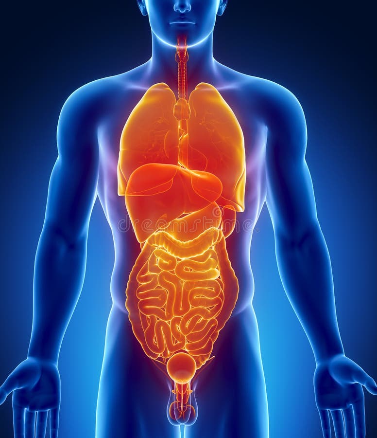 Anatomy of Human Body Internal Structure Stock Illustration ...