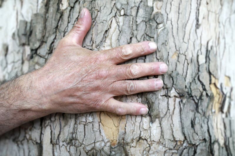 Woman Hand on the Tree Bark, Ecosystem Protection Concept, Space Stock ...