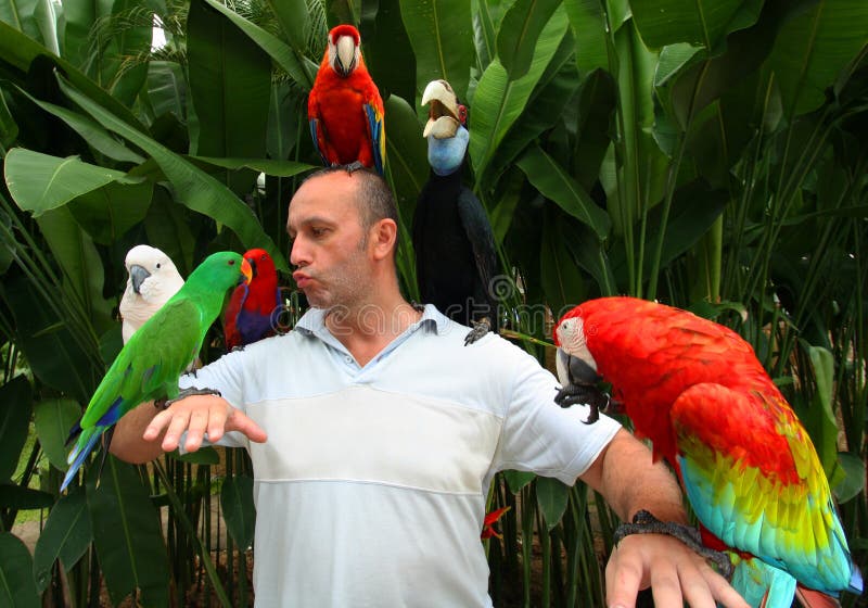 Man and parrots stock image. Image of impersonate, macaw - 16943743