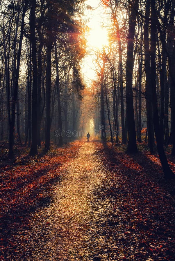 Strange Man Person Walking Dark Forest Stock Photos - Free & Royalty ...