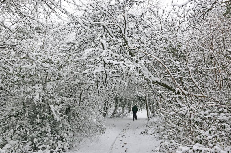 Path through Trees in the Snow in Winter Stock Photo - Image of path ...