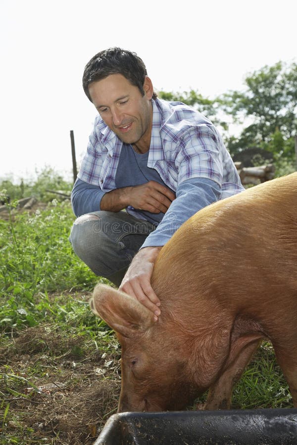 Man Patting Pig in Sty stock image. Image of countryside - 33903379