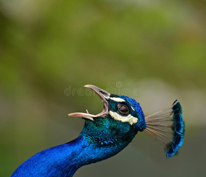Man Peacock is Calling for a Female Stock Photo - Image of bird ...