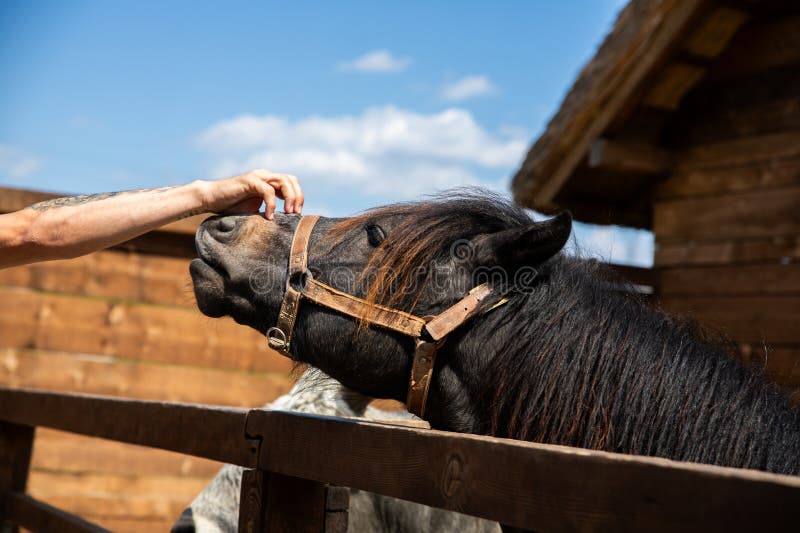 Man Petting Beautiful Horse in the Stable Stock Photo - Image of ...